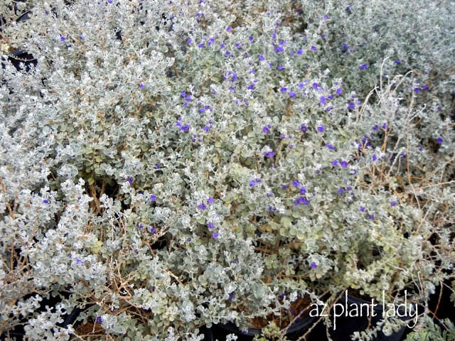 Further Temptation at the Nursery... | azplantlady.com