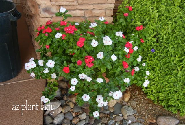 Verbena Archives - Desert Gardening 101