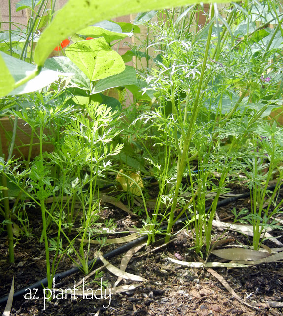 Vegetable Gardens: "Before" and "After" | azplantlady.com