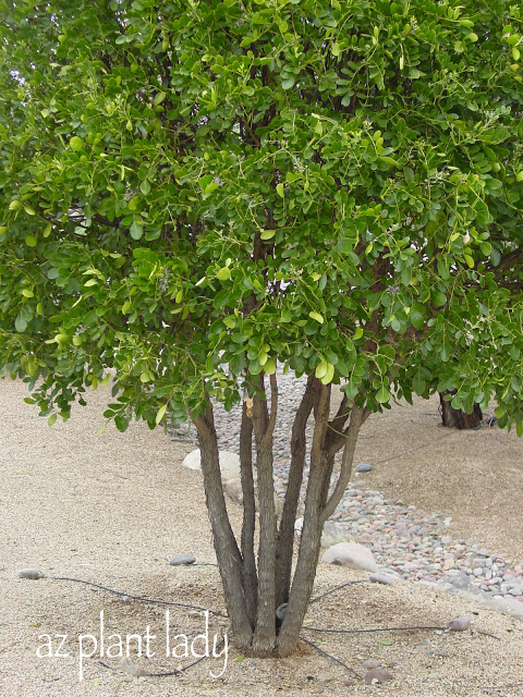 landscape consults: Tree Emitter Placement | azplantlady.com