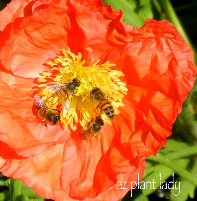 Favorite Pollinators in the Garden | azplantlady.com