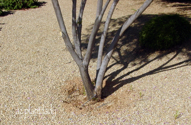 landscape consults: Tree Emitter Placement | azplantlady.com