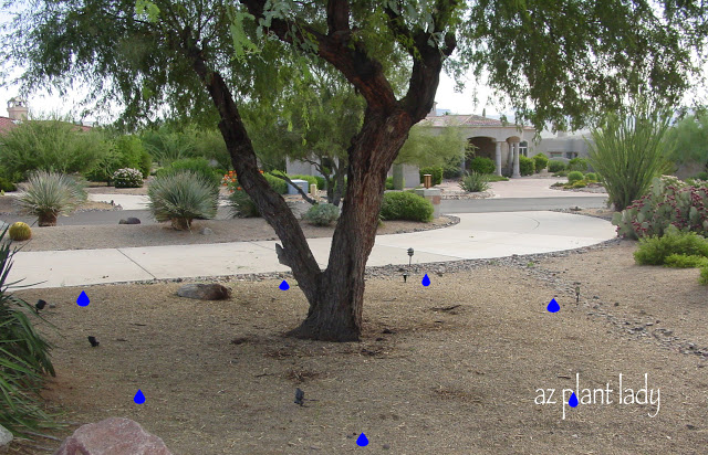 landscape consults: Tree Emitter Placement | azplantlady.com