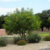 What Plant Where? Beautiful Plant Combinations - Ramblings from a ...