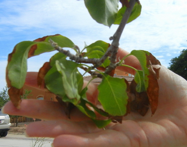 Salt Burn Archives - Desert Gardening 101