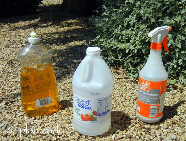 Natural Weed Killer: : Vinegar & Soap | azplantlady.com