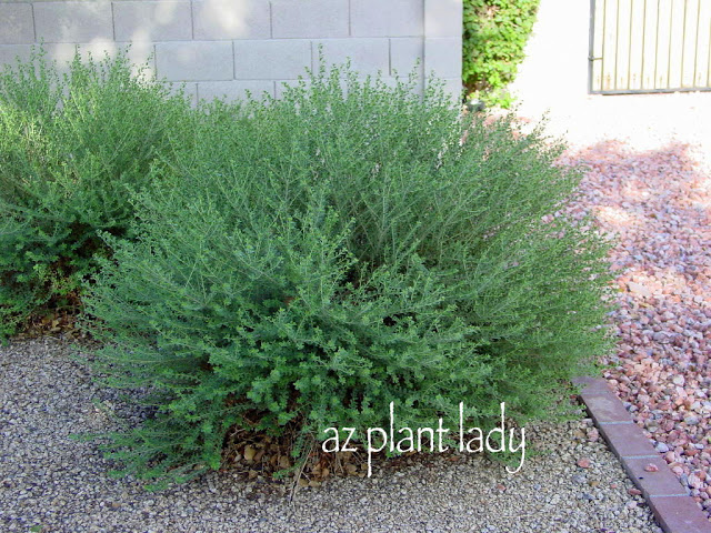 Valentine Bush Creates a Welcome Splash of Red in Winter Gardens
