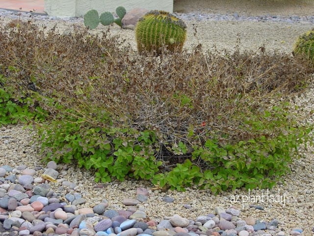 Got Brown Crispy Plants? Put Down Your Pruners!