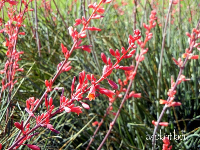Beautiful, Low-Maintenance Red Yucca | azplantlady.com