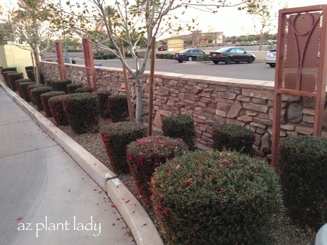 Valentine Shrubs : Too Many Shrubs at the Drive-Thru