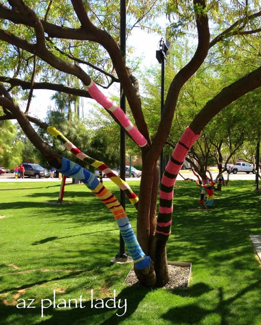 Knit Scarves for Trees? Southwest Desert | azplantlady.com