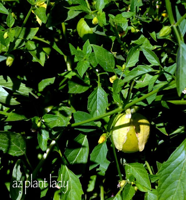 Arcadia Edible Garden Tour Archives - Desert Gardening 101
