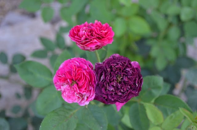Roses Feeling Heat? - Southern Gardening Arizona