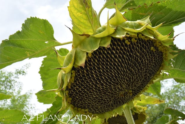 Shade Tomato Plants By Giant Sunflowers | azplantlady.com