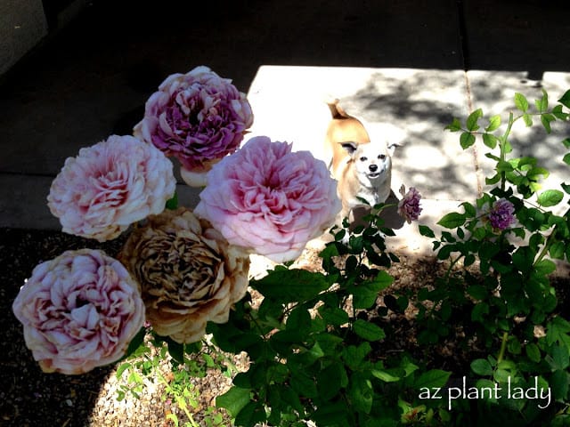 Roses Feeling Heat? - Southern Gardening Arizona