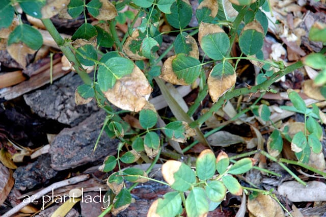 Roses Feeling Heat? - Southern Gardening Arizona