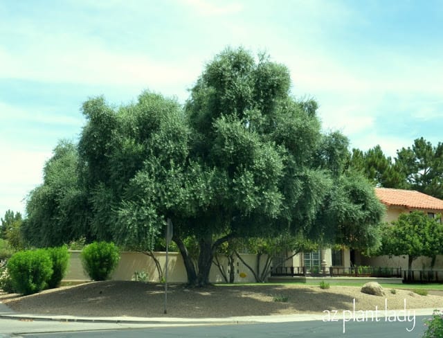 Olive tree: A Tale of a Street and Two Trees... | azplantlady.com