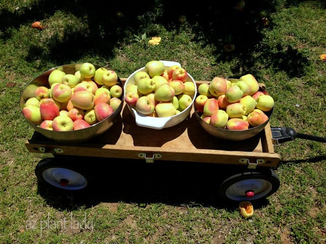 Apple Harvest in the Desert Southwest | azplantlady.com