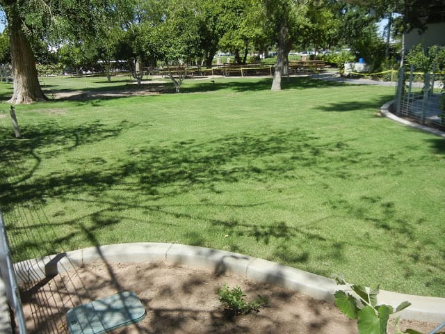 Recently-sodded - Desert Gardening 101