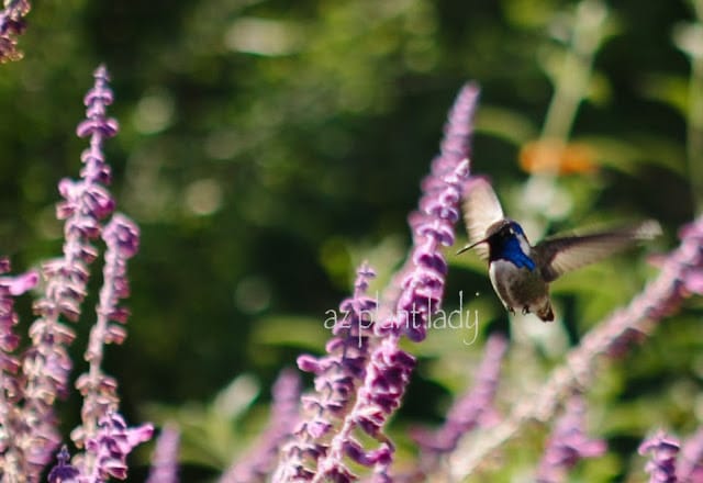 Costas-Hummingbird-2 - Desert Gardening 101