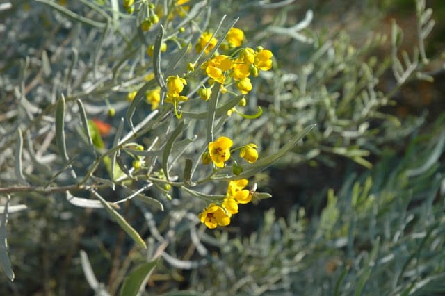 Baja Ruellia peninsularis Archives - Ramblings from a Desert Garden