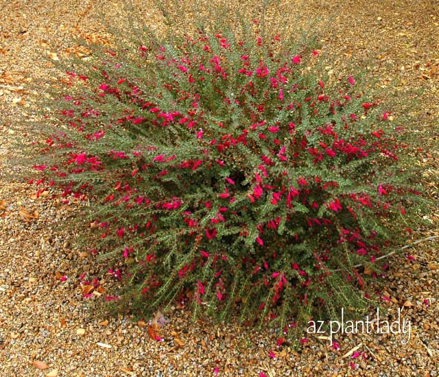 Baja Ruellia peninsularis Archives - Ramblings from a Desert Garden