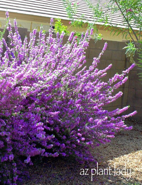 Palo Brea Archives - Desert Gardening 101