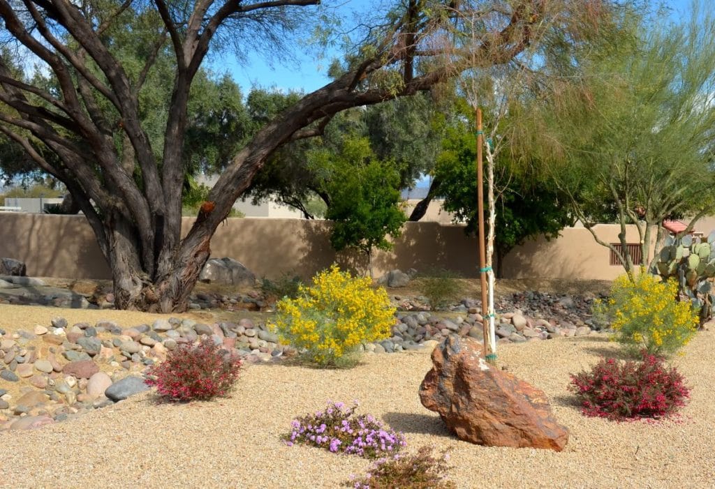 Feathery Cassia Archives - Desert Gardening 101