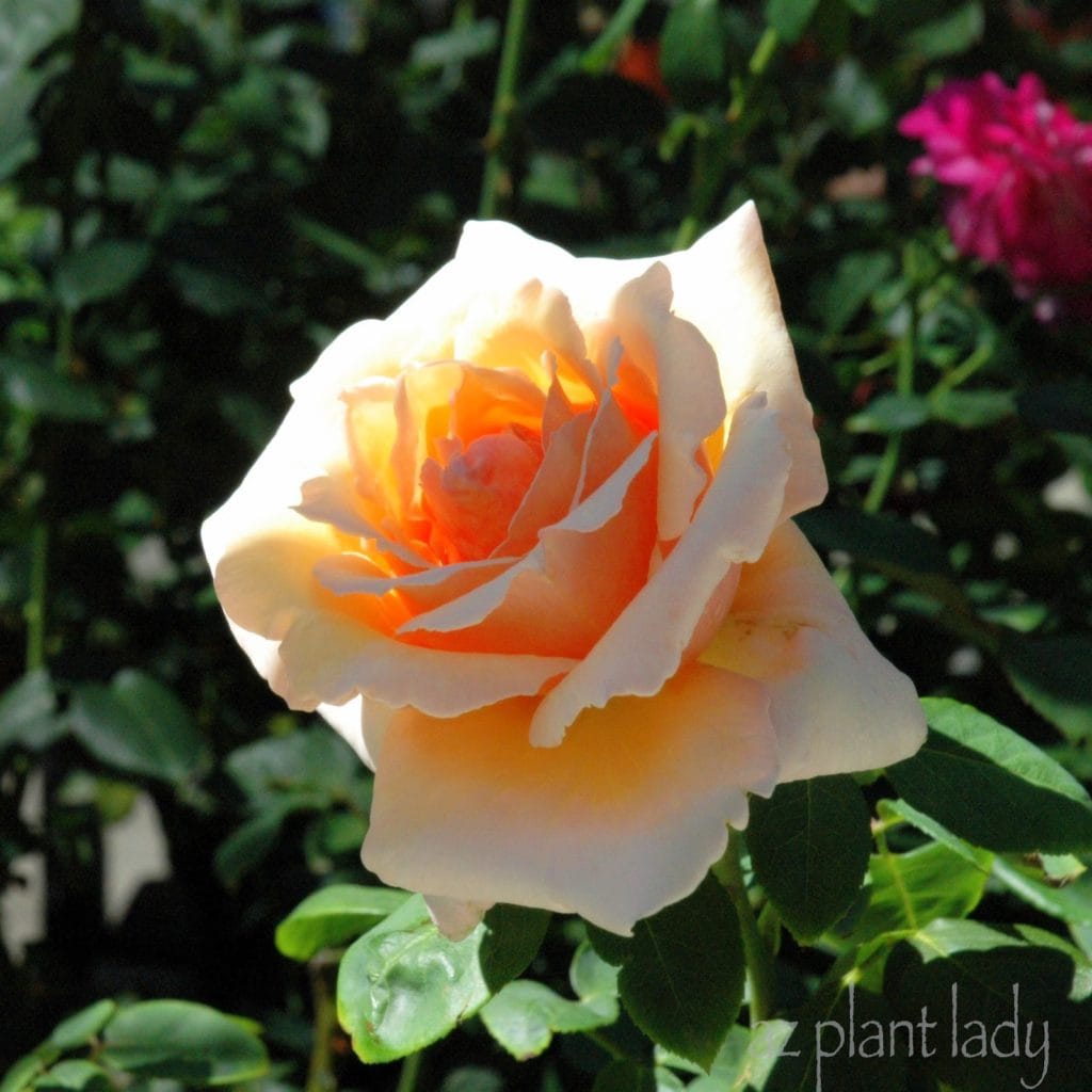 Roses Feeling Heat? - Southern Gardening Arizona