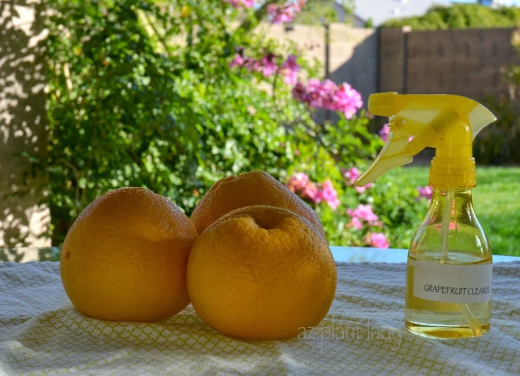 Household Cleaners From Citrus Peels | azplantlady.com