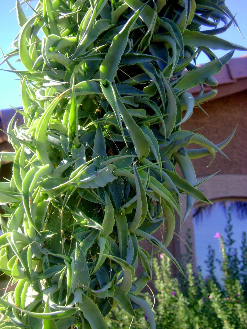 Perennials and Succulents : A Front Garden (NOT a Yard)