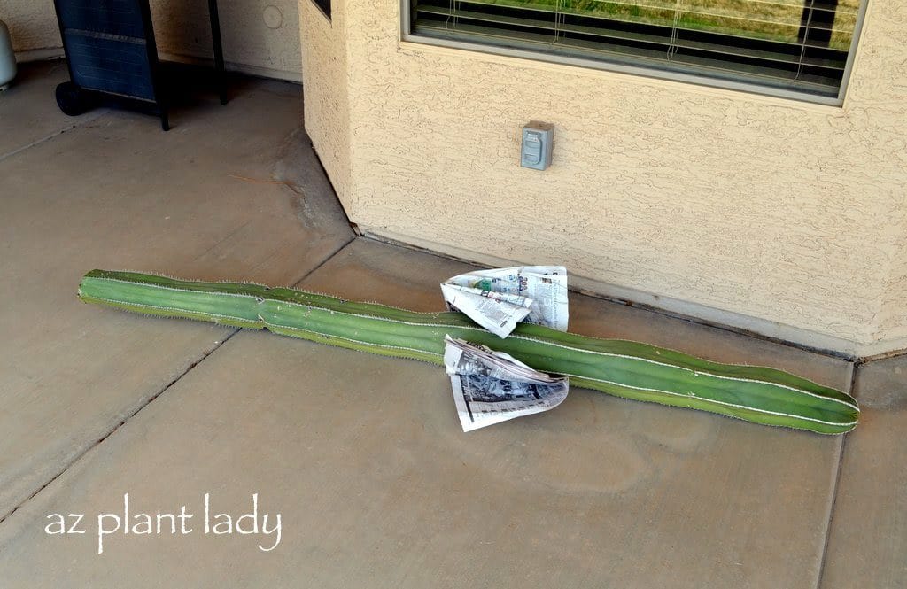 Mexican Fence Post : New Beginnings For a Cactus and a Daughter