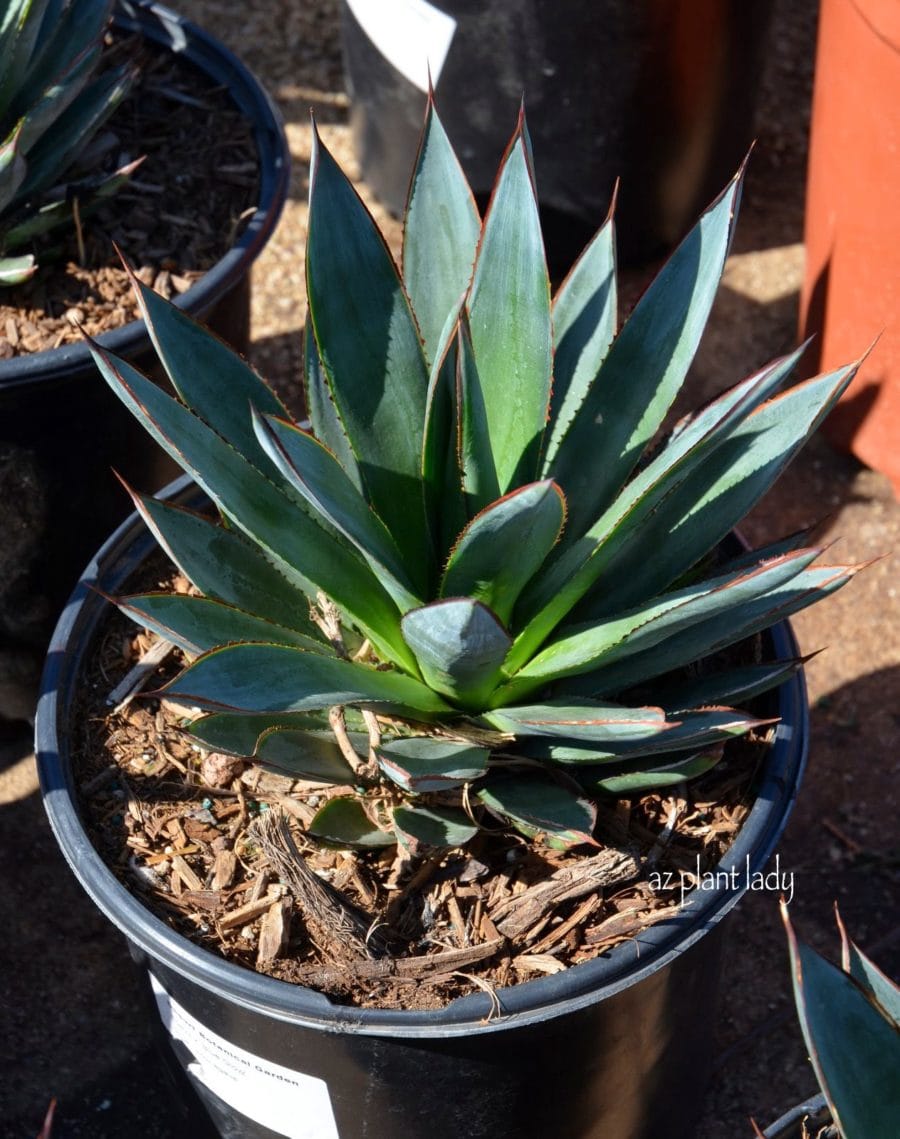Agave-Blue-Glow - Desert Gardening 101