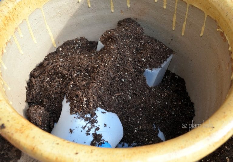 Container Gardening Creative Tips | azplantlady.com