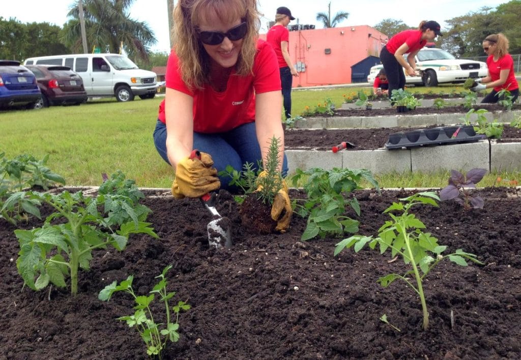 Community Garden In a Tropical Place... | azplantlady.com