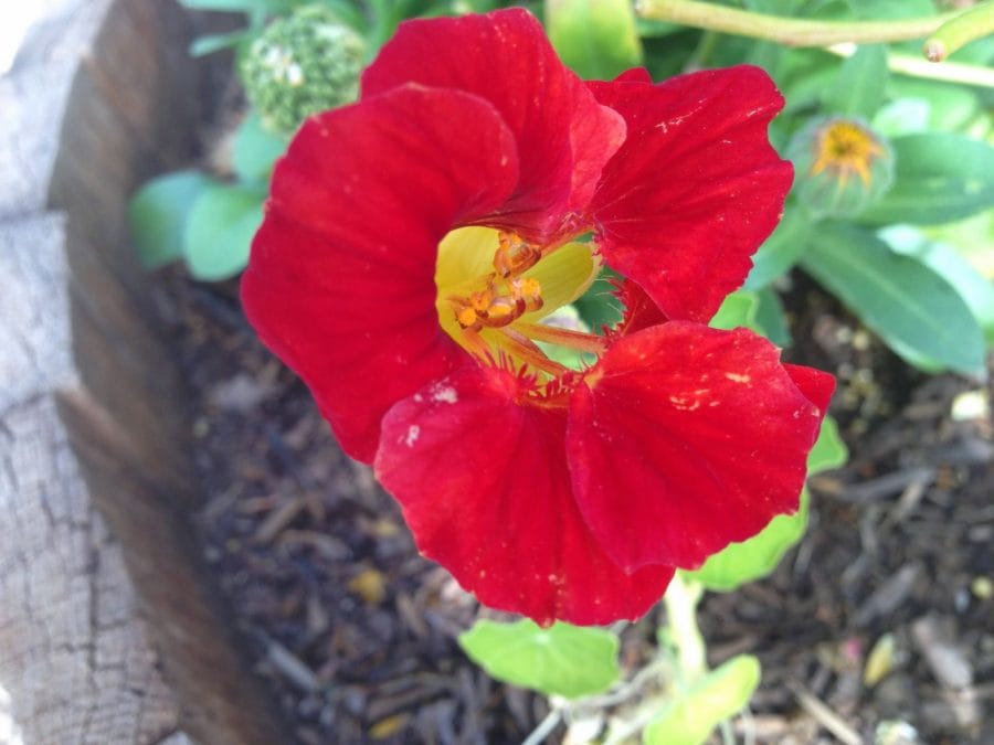Red_Nasturtium_Flower - Desert Gardening 101