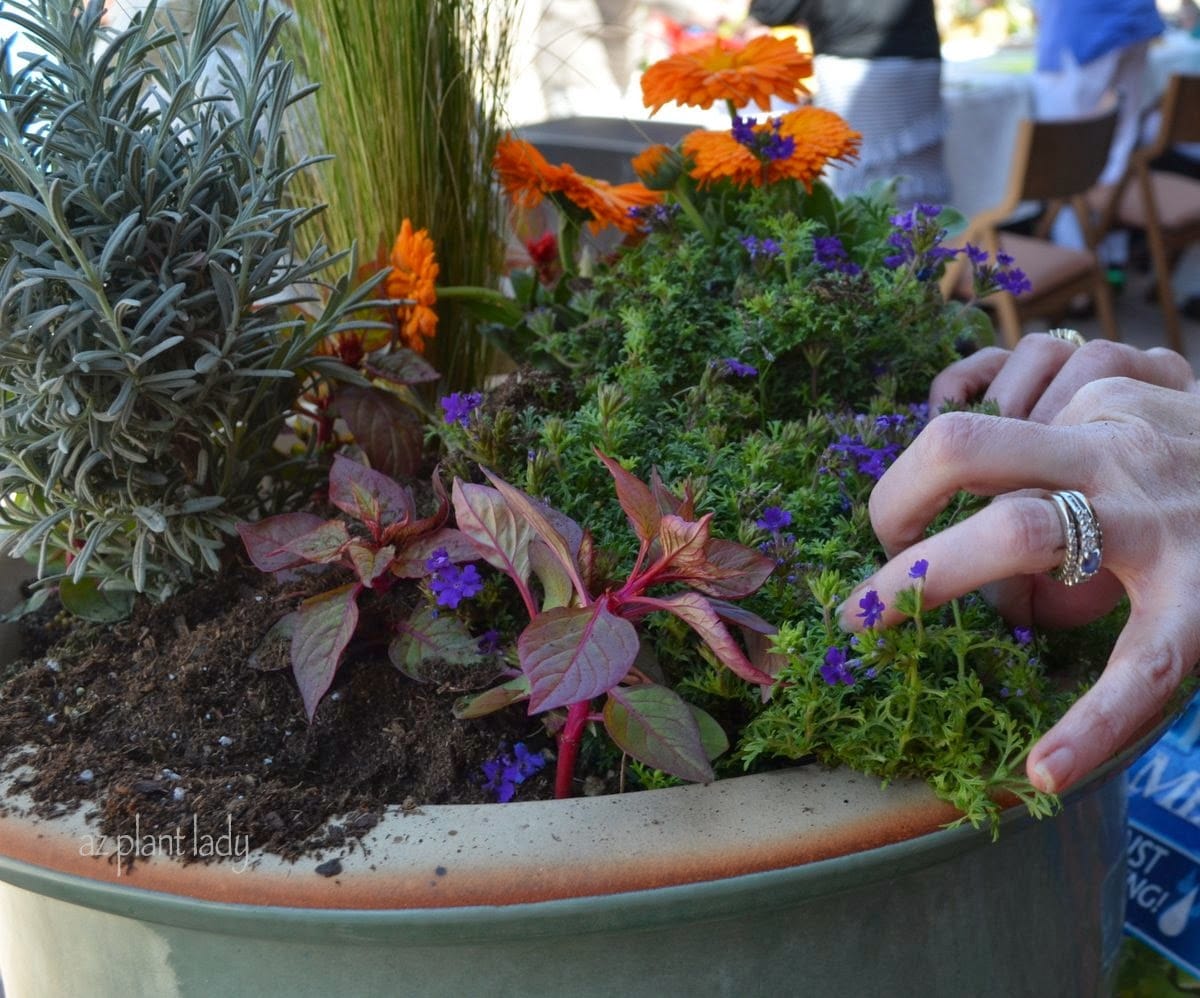 Container Gardening Creative Tips | azplantlady.com