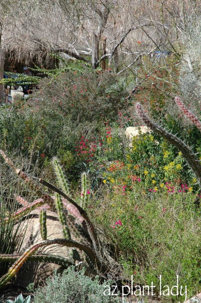 Blue Bells : A Beautiful, Yet Tough Shrub for the Desert Garden