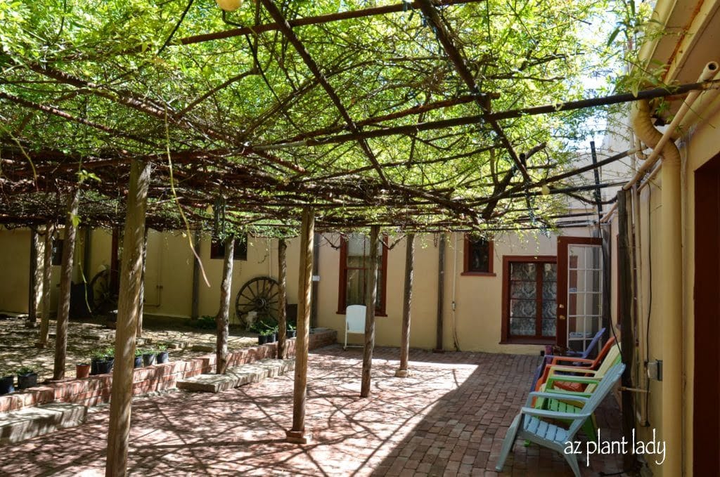 Largest Rosebush Tombstone Arizona | azplantlady.com