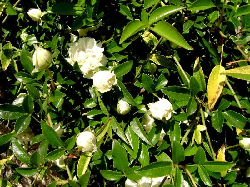 Largest Rosebush Tombstone Arizona | azplantlady.com