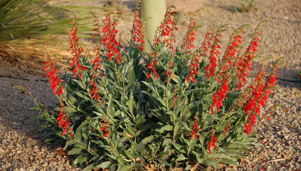 Desert Ruellia Archives - Desert Gardening 101