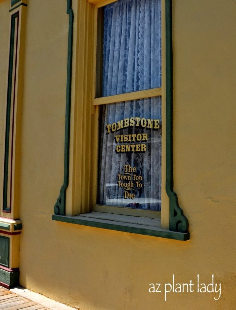 Tombstone : A Visit to the Wild West and Its Plants