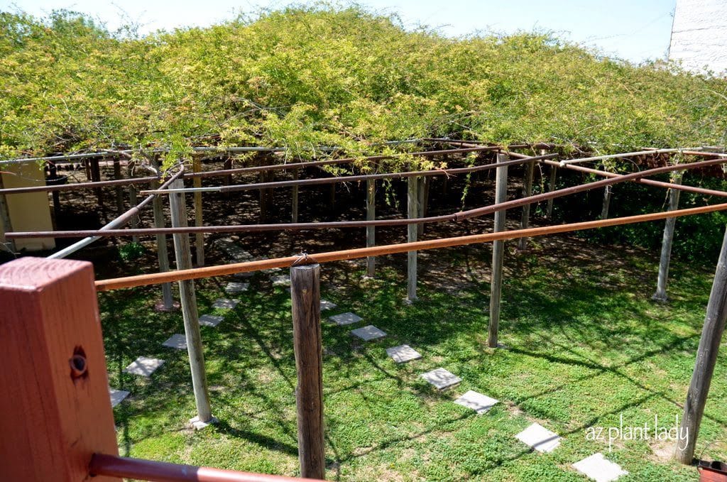 Largest Rosebush Tombstone Arizona | azplantlady.com