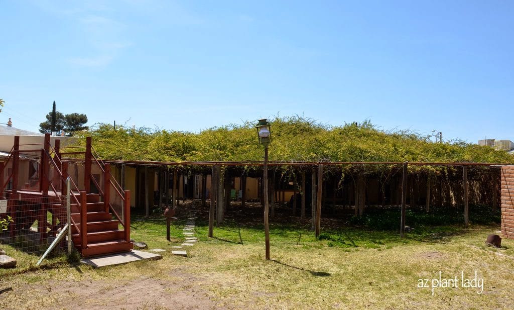 Largest Rosebush Tombstone Arizona | azplantlady.com