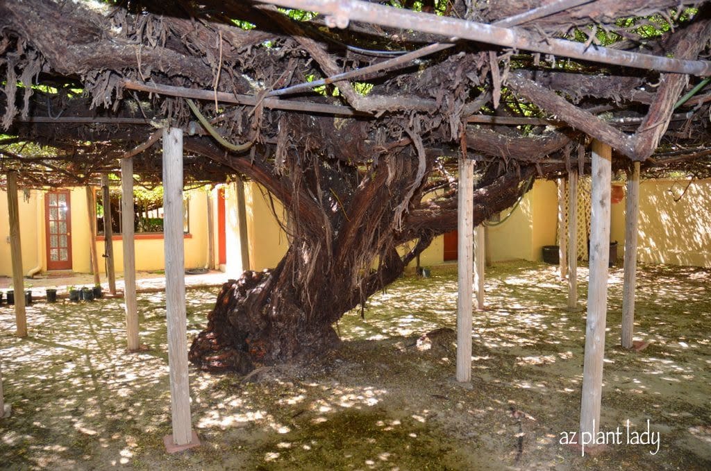 Largest Rosebush Tombstone Arizona | azplantlady.com