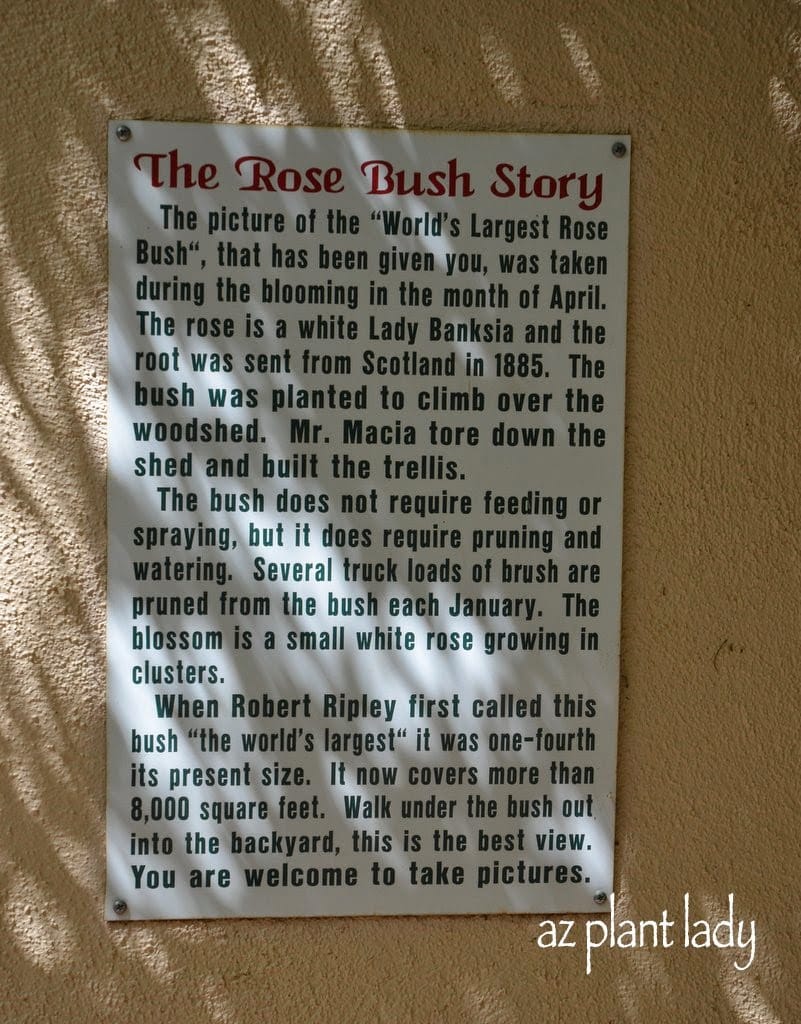 Largest Rosebush Tombstone Arizona | azplantlady.com