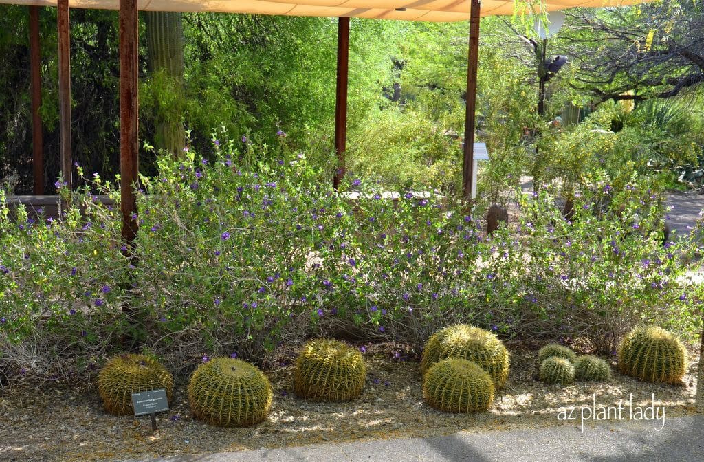Desert Ruellia Archives - Desert Gardening 101