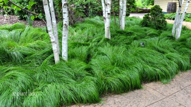 Dormitor-Quaking-Sedge-Carex-brizoides - Desert Gardening 101