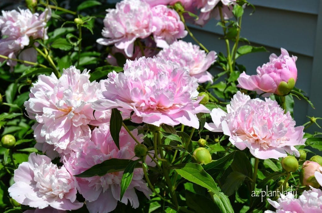 Midwestern Garden of Amy, Get Busy Gardening | azplantlady.com