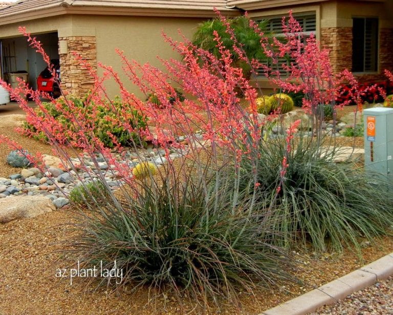 Red Yucca - Southwestern Plants: An Old Favorite in New Colors...